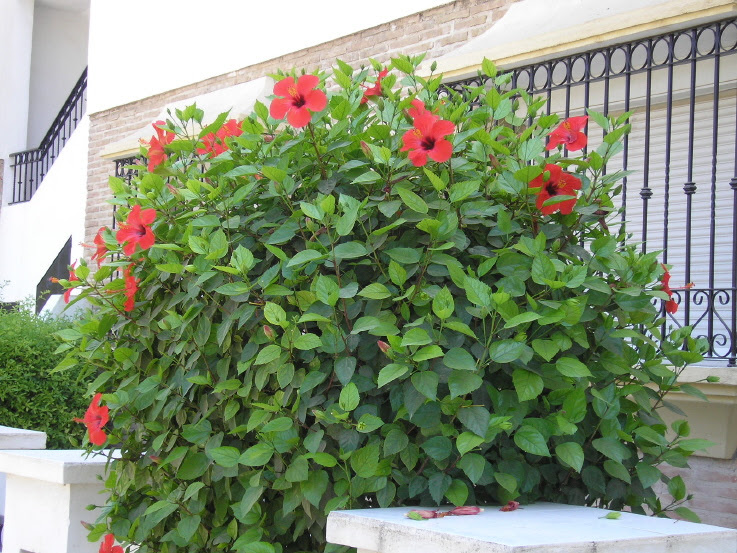 Conoce Las Plantas Hibisco Hibiscus Rosa Sinensis