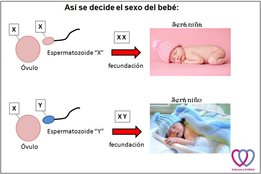 Como Saber Si Tu Bebe Es Niño O Niña Niños Relacionados