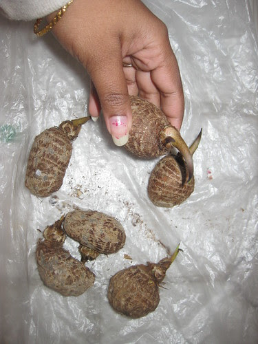 Divya's Recipes: Taro Leaves Plant / Chamadumpa Akkulu / Colocasia ...