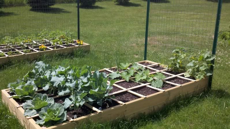 Diary Of A Fledgling Farmer