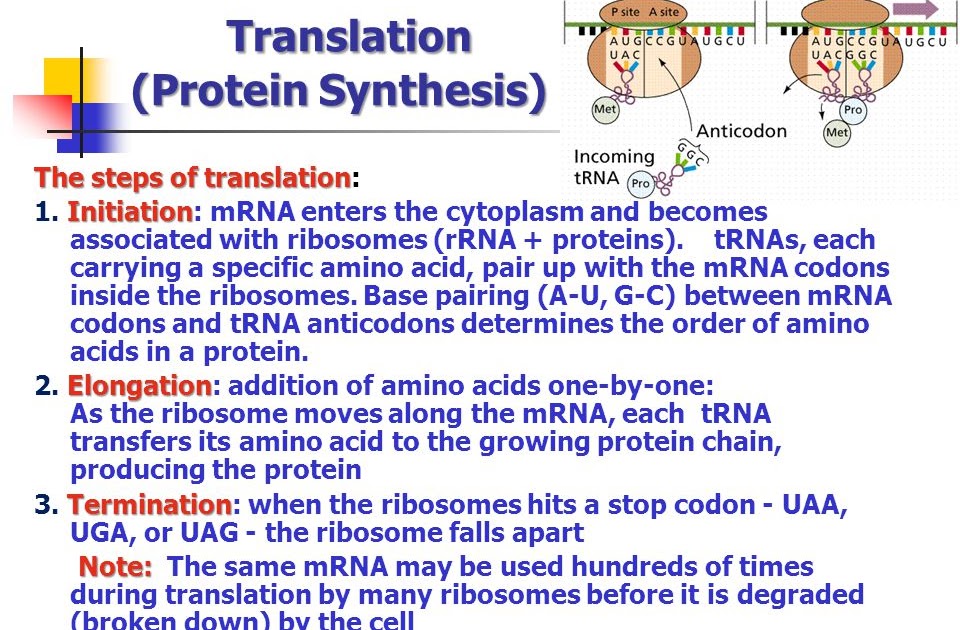 Fajarv Protein Synthesis Translation Steps Quizlet