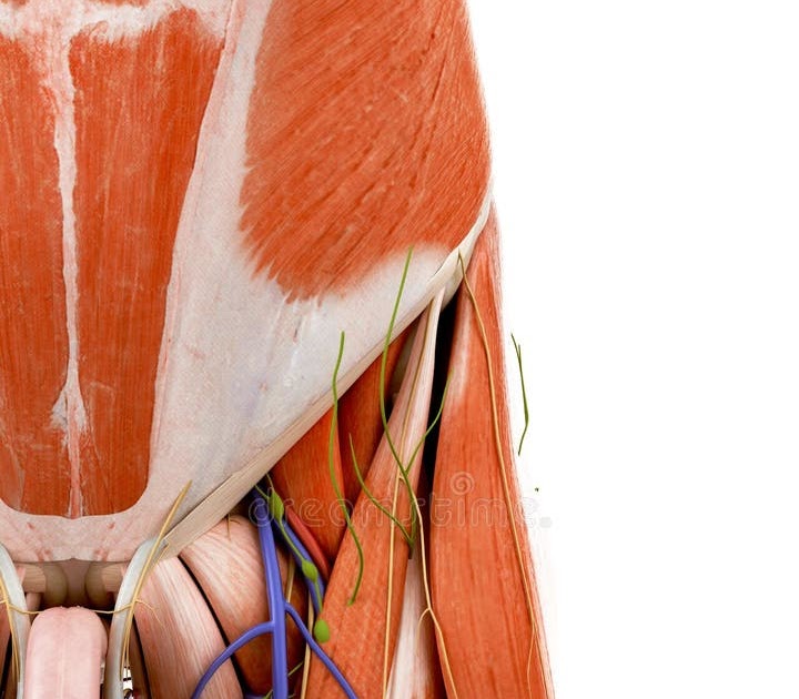 Anatomy Of Male Groin Area Groin Strain Symptoms Treatment And Recovery Bodeniwasues