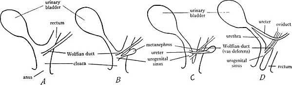 Cloaca