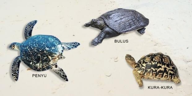 Apa perbedaan Kura-kura, Penyu dan Bulus? ~ Sudut Biru Apa perbedaan Kura-kura, Penyu dan Bulus? ~ Sudut Biru