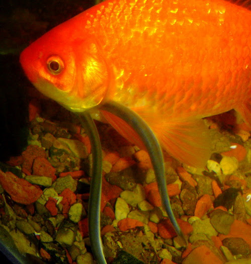 Candiru – Ikan yang Dapat Masuk ke Dalam Penis Anda - Azpedia