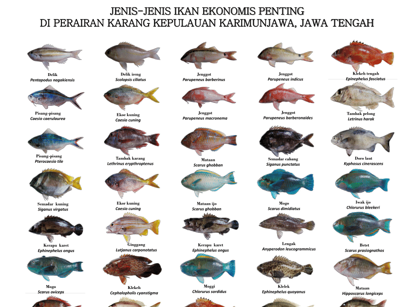 Nama Jenis Ikan Laut Malaysia Xoxo Therapy - Riset Nama Jenis Ikan Laut Malaysia Xoxo Therapy - Riset