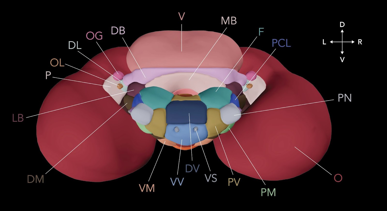 Cuttlefish Brain Atlas First of Its Kind | Columbia | Zuckerman Institute Cuttlefish Brain Atlas First of Its Kind | Columbia | Zuckerman Institute
