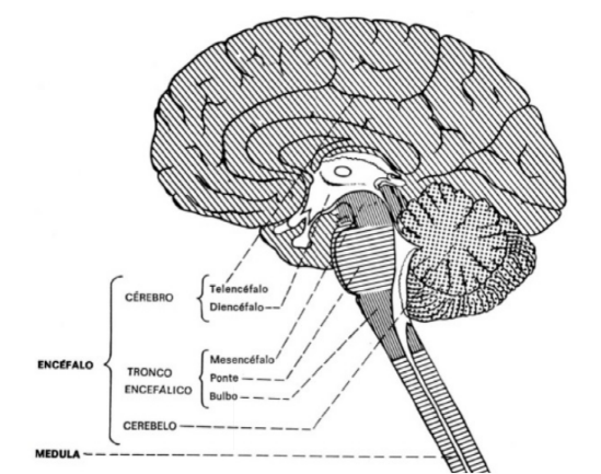 O Que Preciso Saber Sobre A Aula Prática De Anatomia Do Cérebro Sanarmed